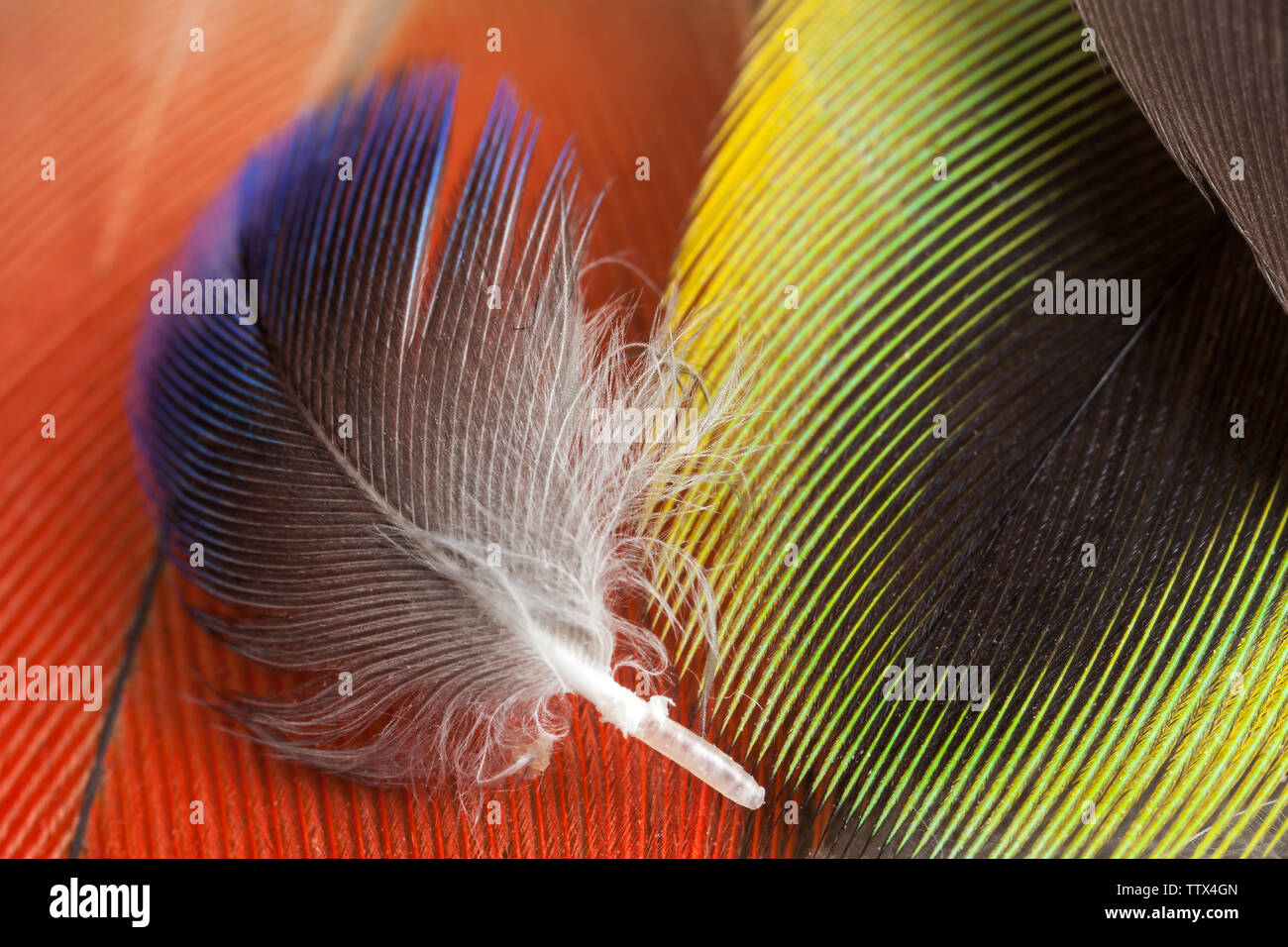 Color Parrot feathers Stock Photo - Alamy