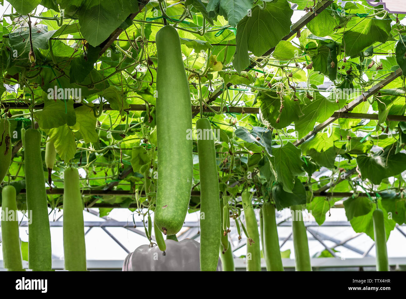 A gourd growing under a rack Stock Photo - Alamy