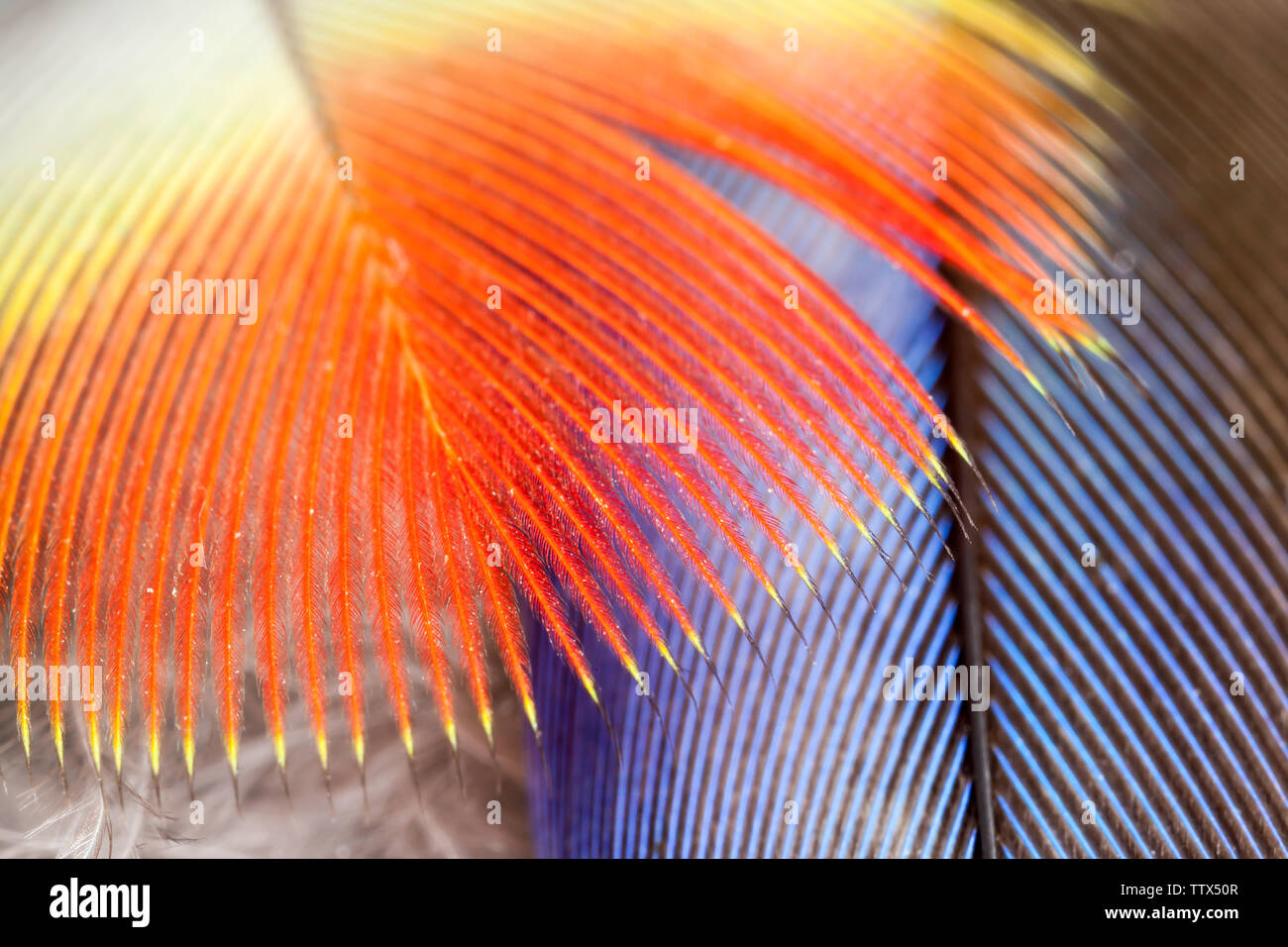 Red Parrot feathers in close Stock Photo - Alamy