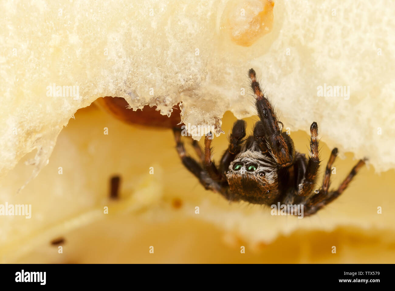 Apple Structure High Resolution Stock Photography and Images - Alamy