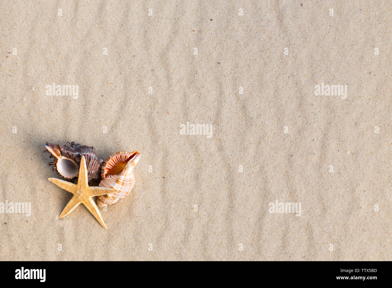 Sea shells with sand as background Stock Photo - Alamy