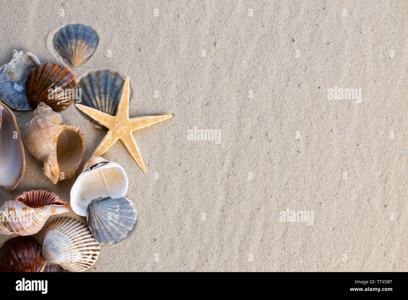 Sea shells with sand as background Stock Photo - Alamy