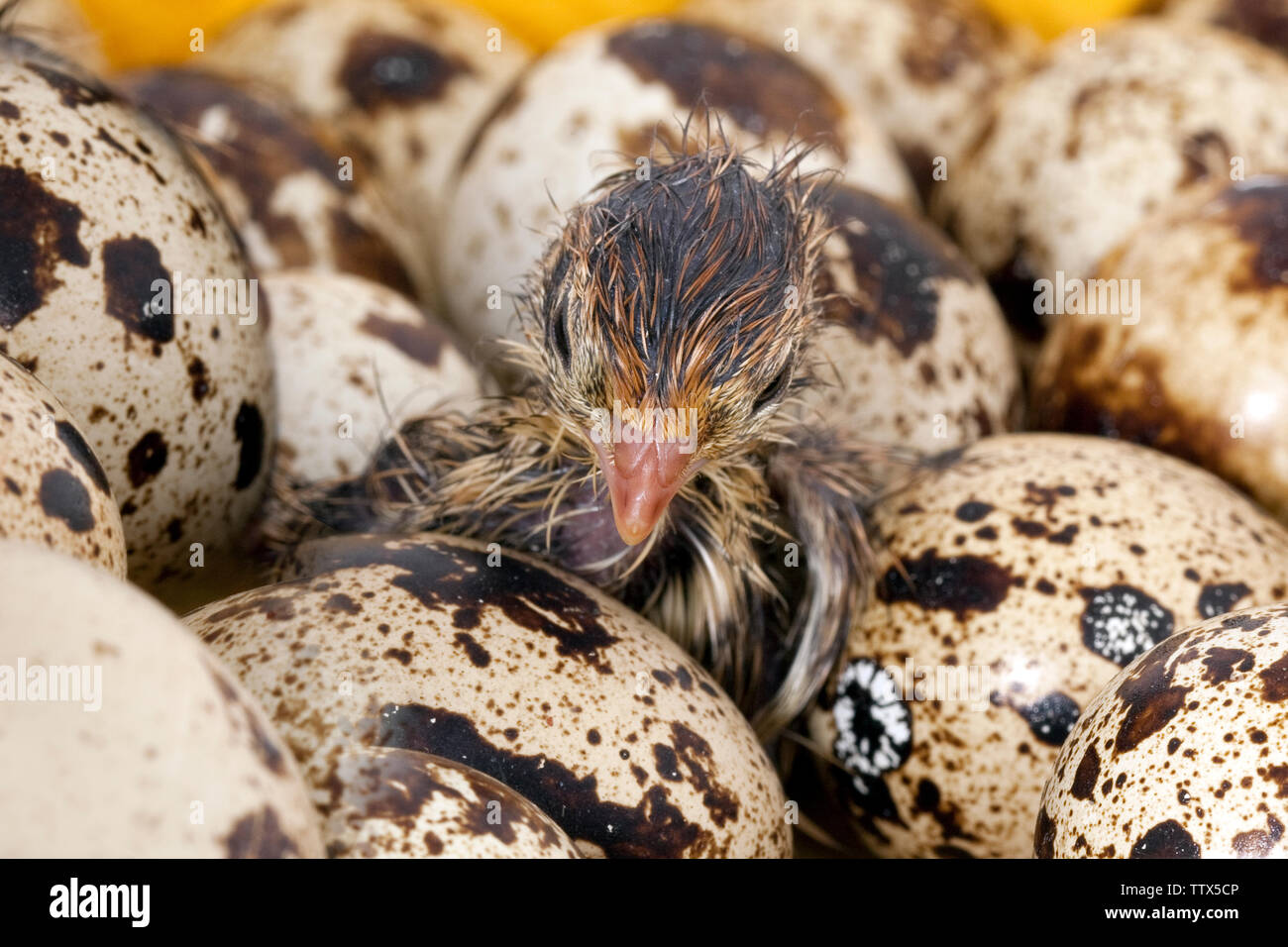 Baby quail hi-res stock photography and images - Alamy