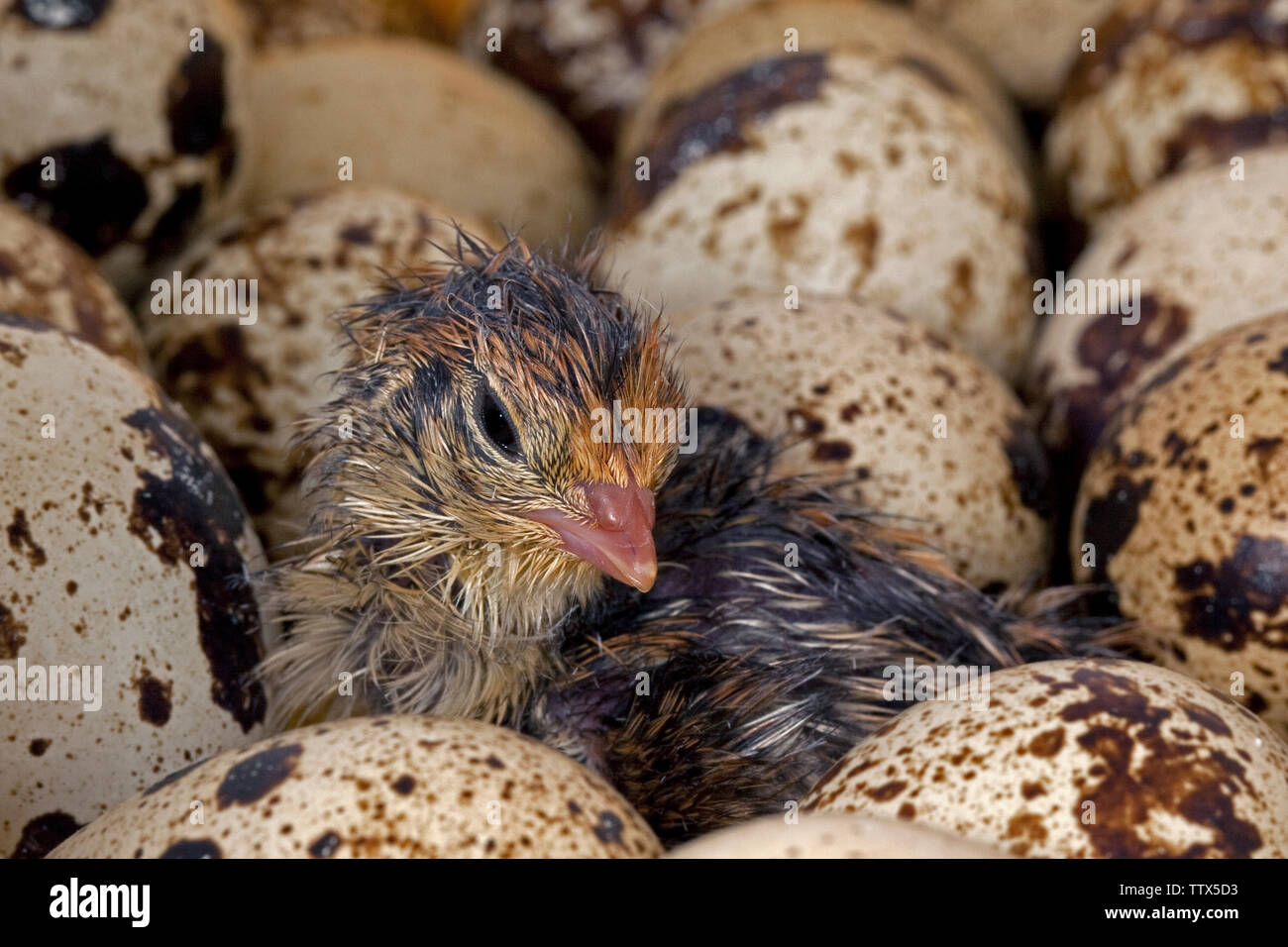 Common Quail Chicks and eggs Stock Photo - Alamy