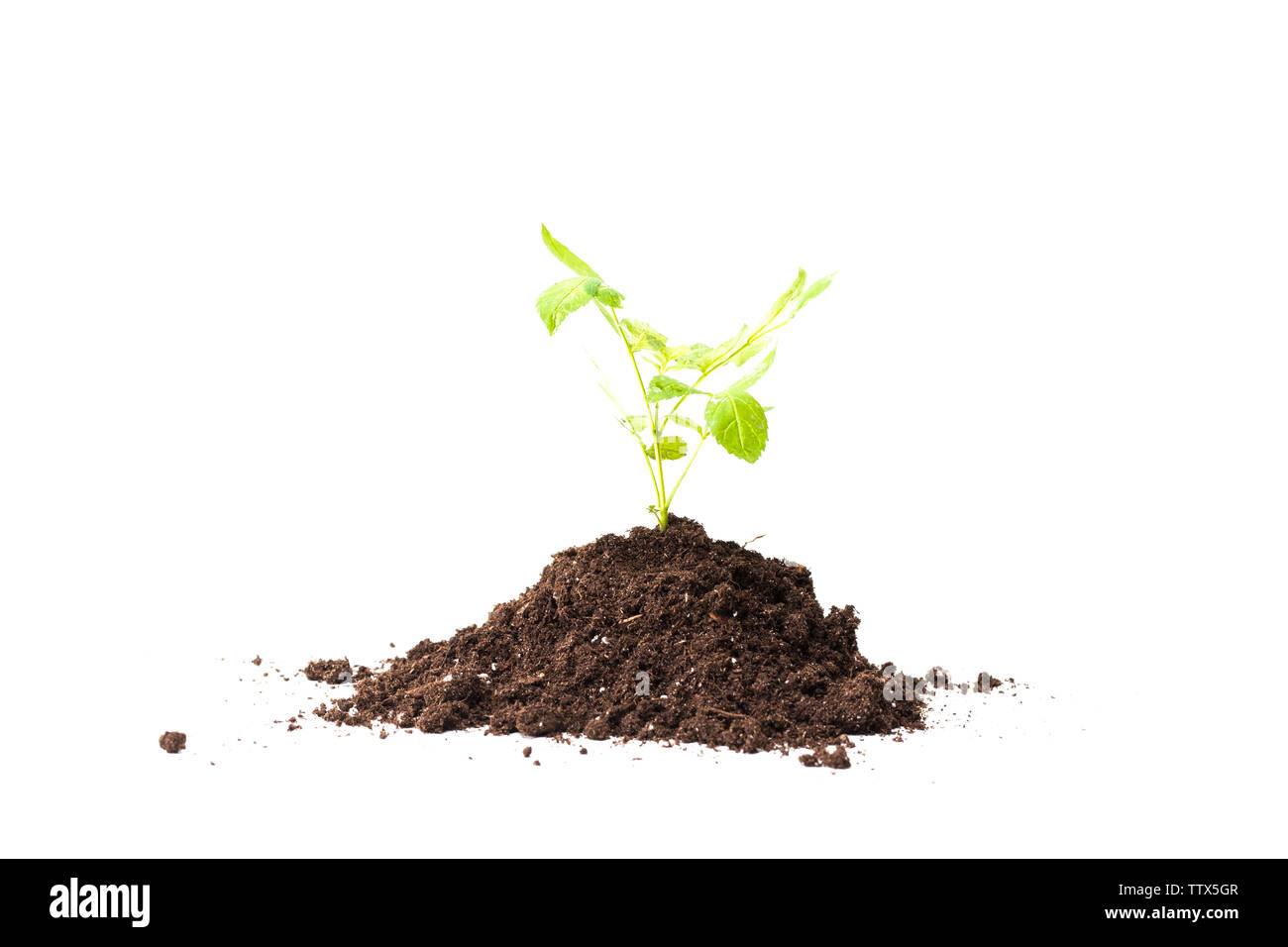Young plant isolated on white Stock Photo - Alamy