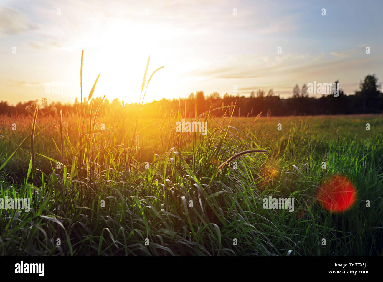 beautiful sunset and green field Stock Photo - Alamy