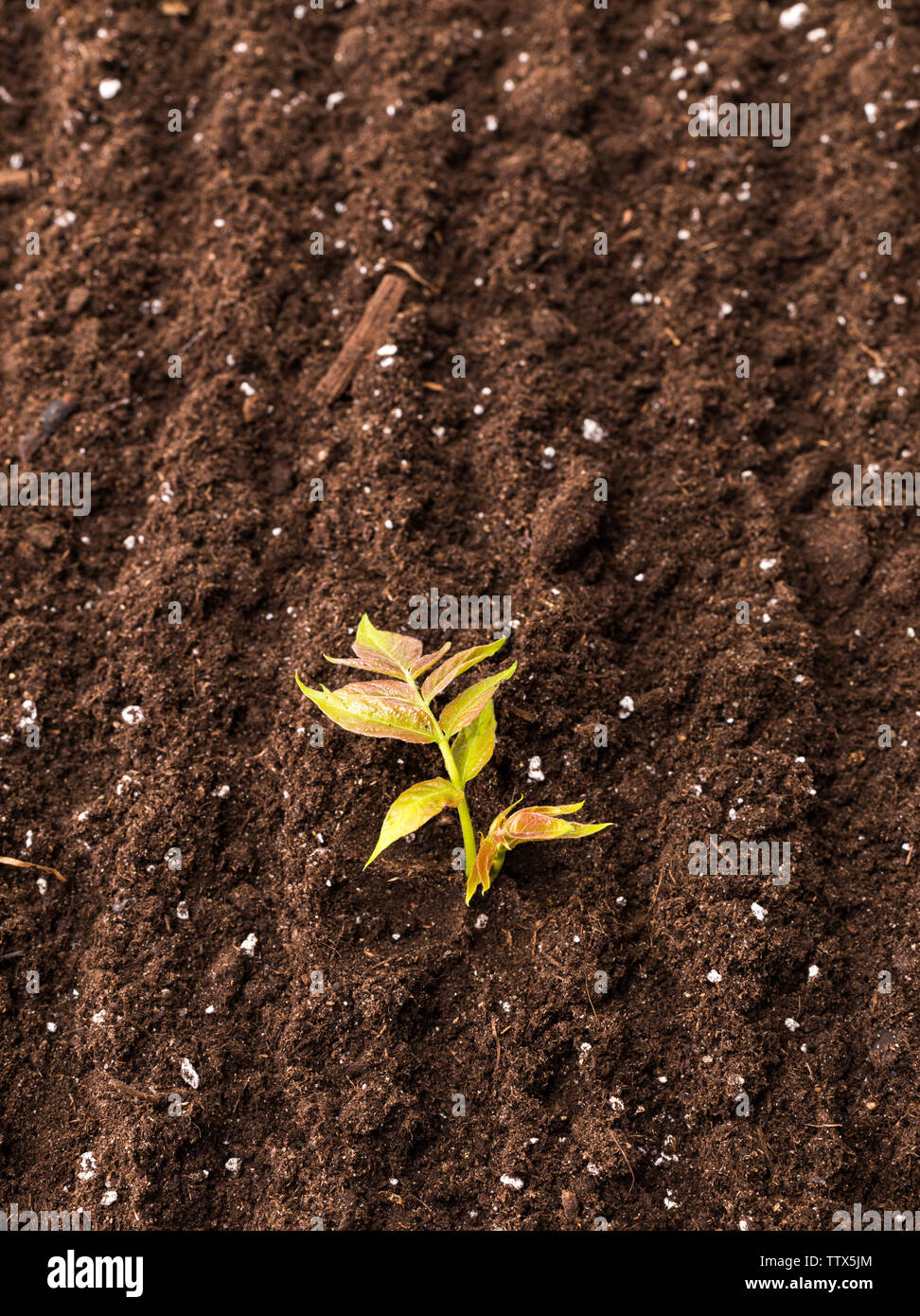 Seedling green plant surface top view textured background Stock Photo ...
