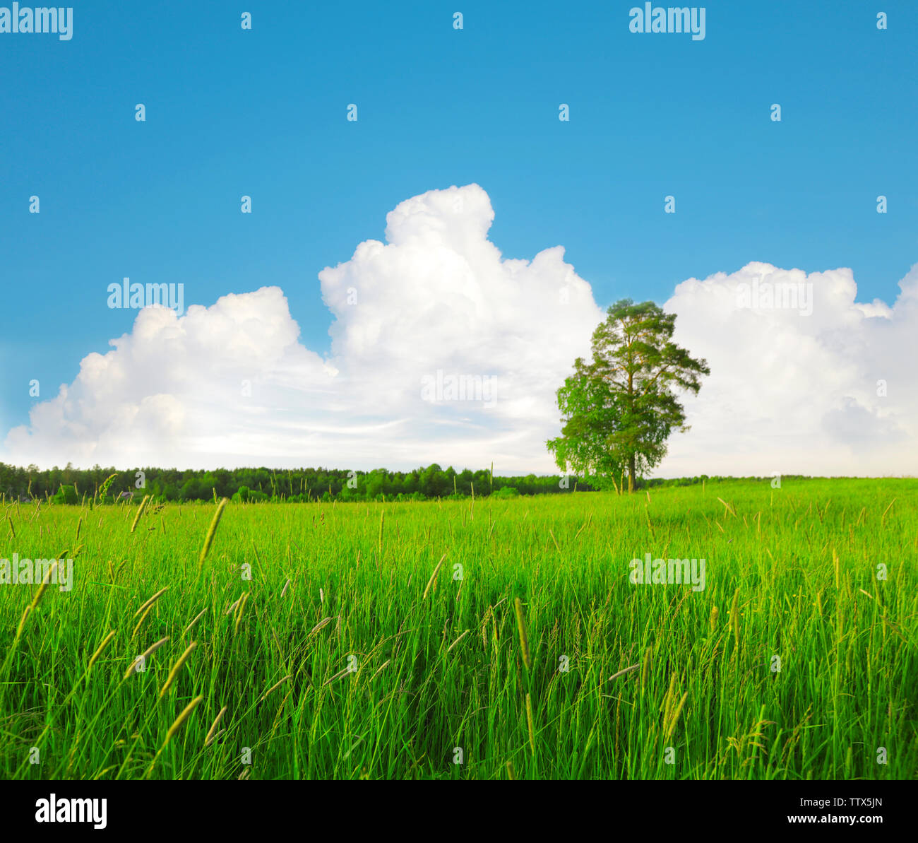 beautiful green field and tree Stock Photo - Alamy