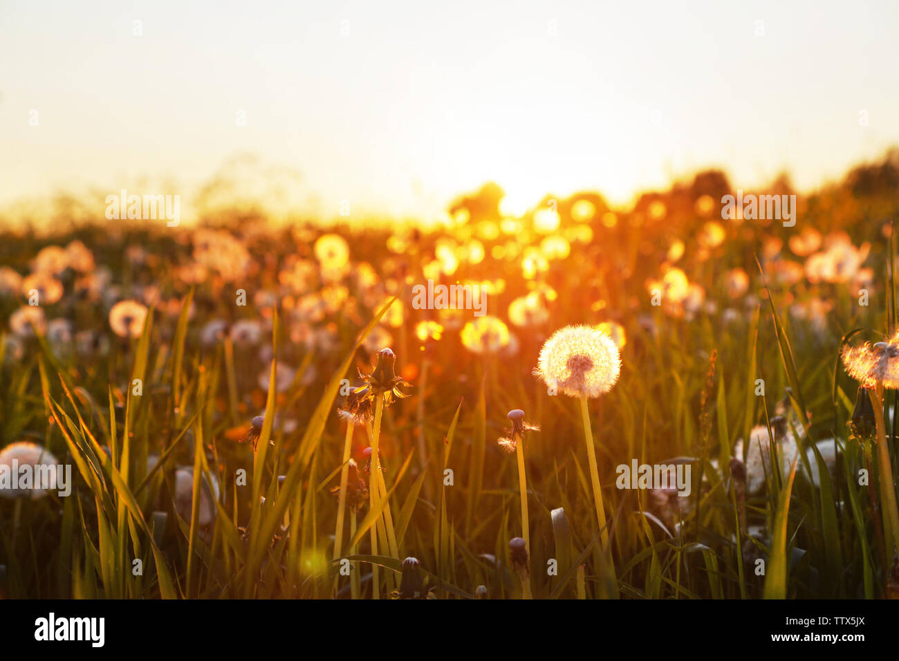 Field of dandelion in sunset Stock Photo - Alamy