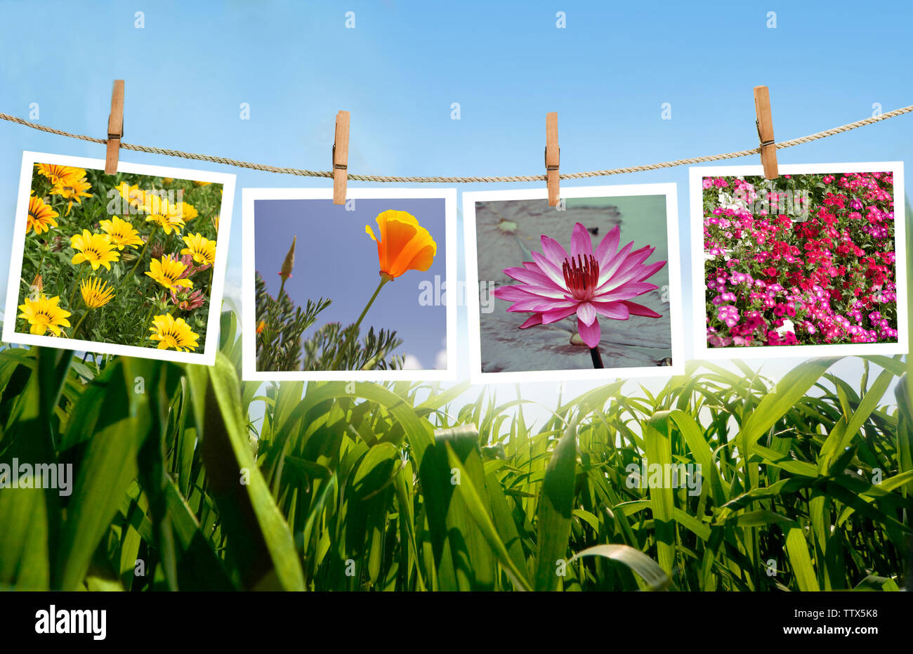 Photos of flowers hanging on a rope Stock Photo - Alamy