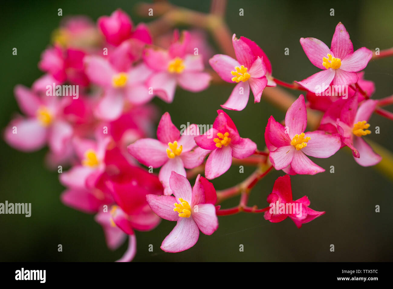 Beautiful romantic begonia hi-res stock photography and images - Alamy