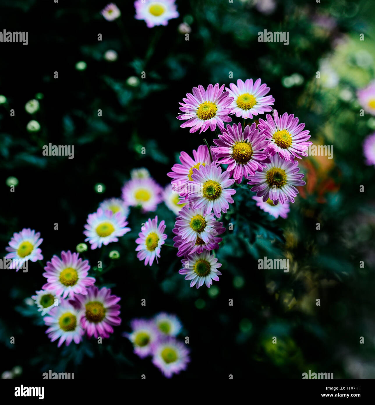 Micro closeup of chrysanthemum petals Stock Photo - Alamy