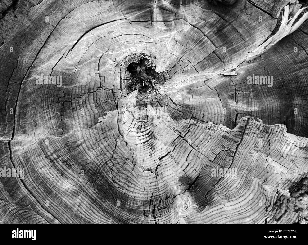 Tree circle background abstract Black and White Stock Photos & Images ...