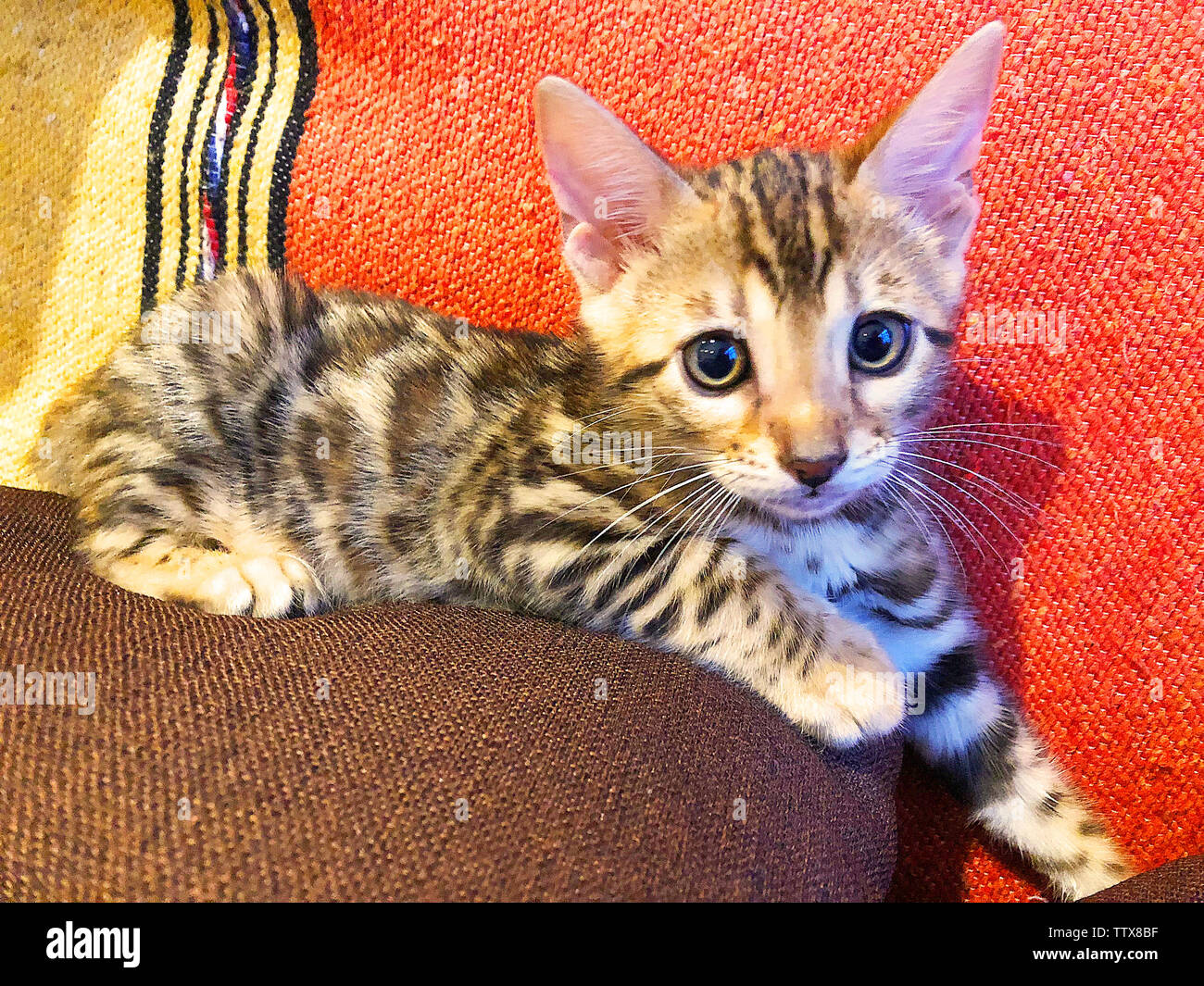 Small spotted cats hi-res stock photography and images - Alamy
