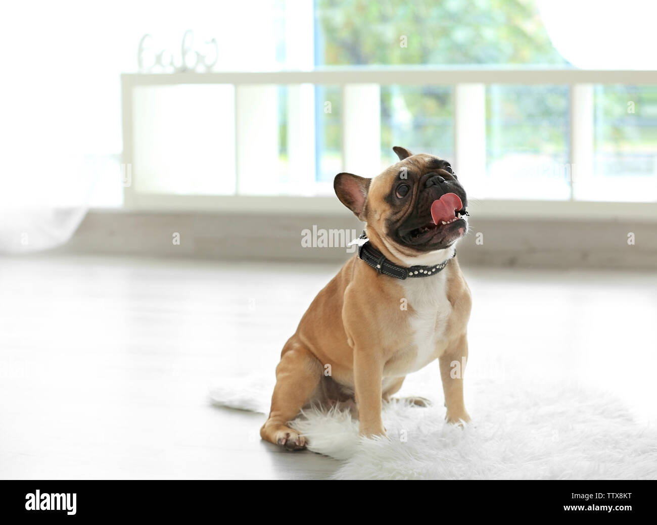 Cute dog sitting on floor Stock Photo - Alamy