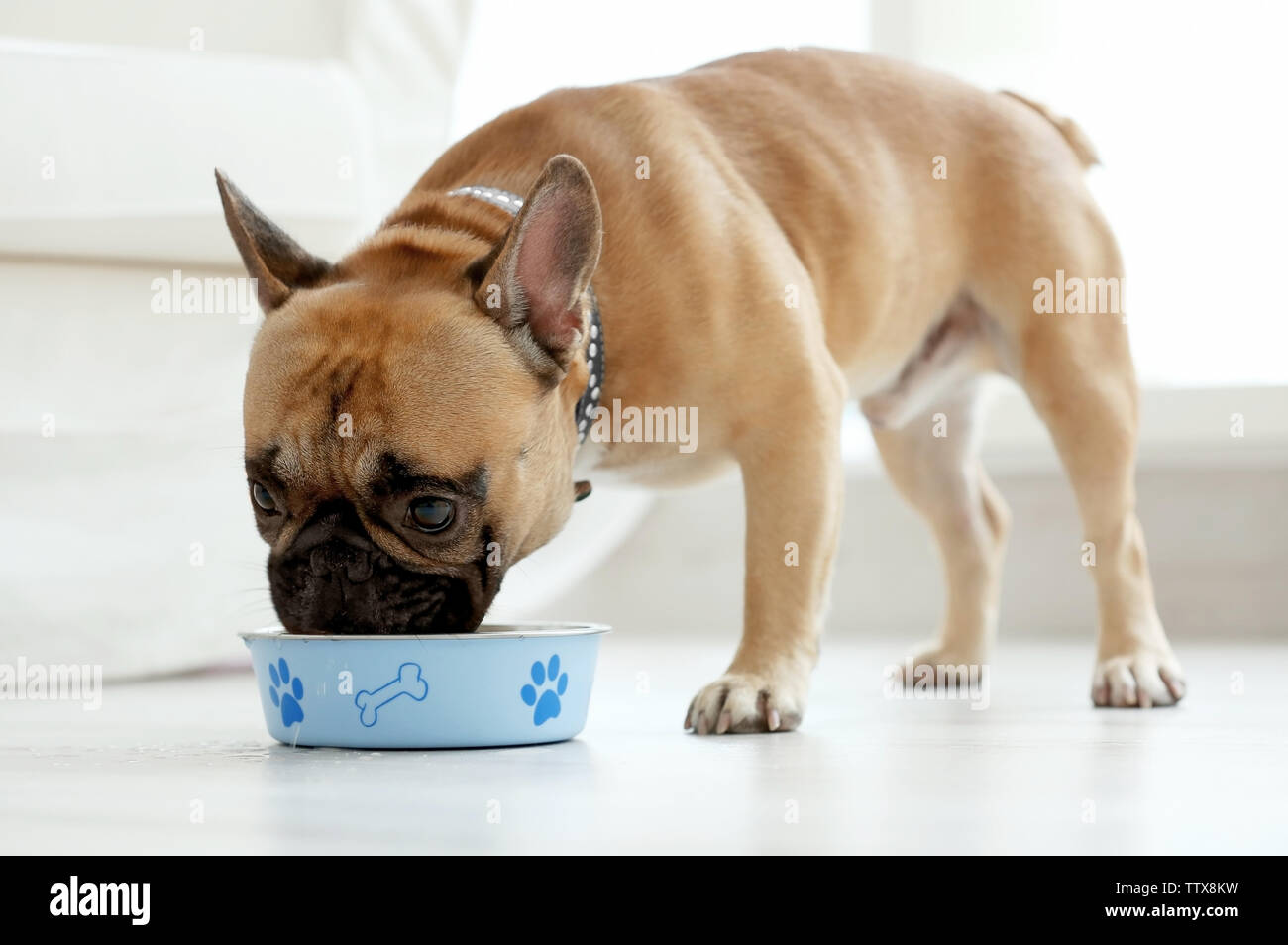 Cute dog eating food Stock Photo - Alamy