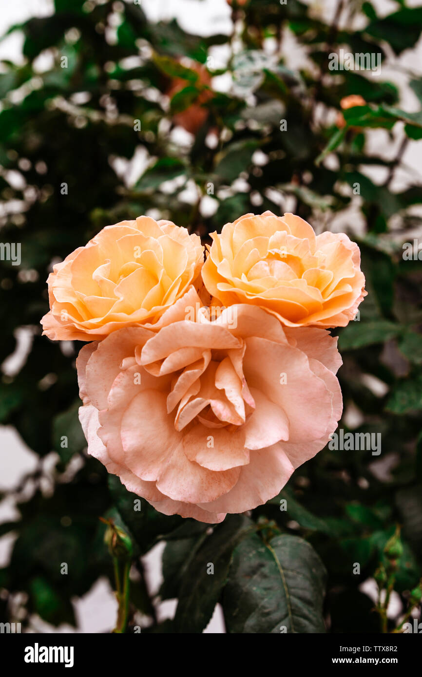 Beautiful tea rose of peach color consisting of three flowers Stock ...