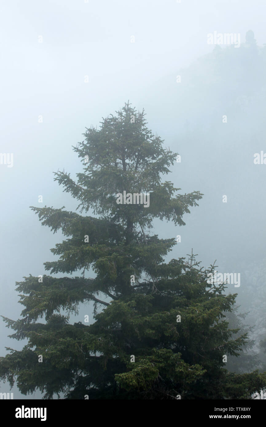 pine tree in the fog Stock Photo - Alamy