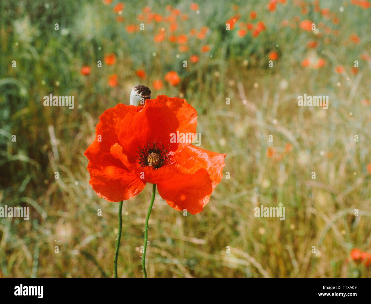 Macro photo nature plant flower poppy. Background texture of a blooming ...