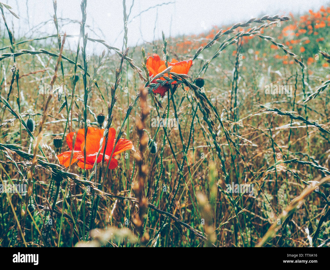 Macro photo nature plant flower poppy. Background texture of a blooming ...