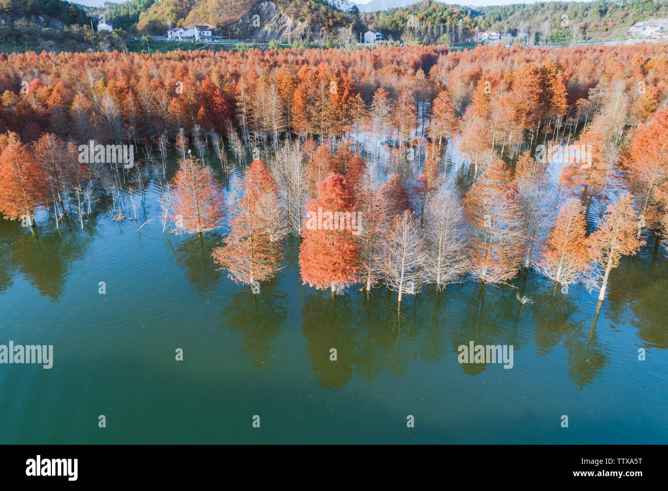 Sequoia china hi-res stock photography and images - Alamy