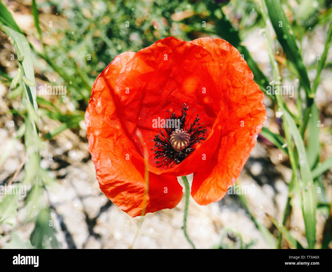 Macro photo nature plant flower poppy. Background texture of a blooming ...