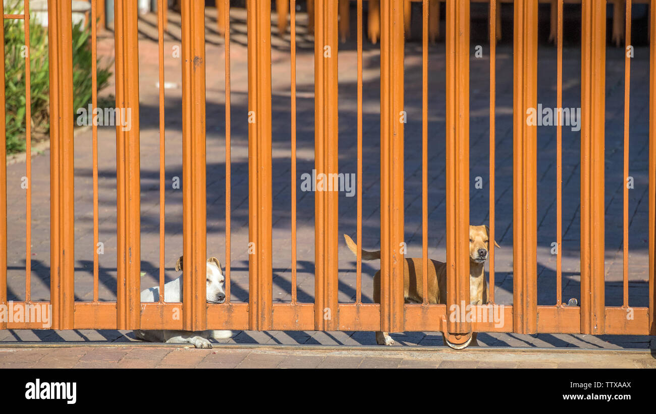 two pet dogs wait patiently at the gate for their owner to return home ...