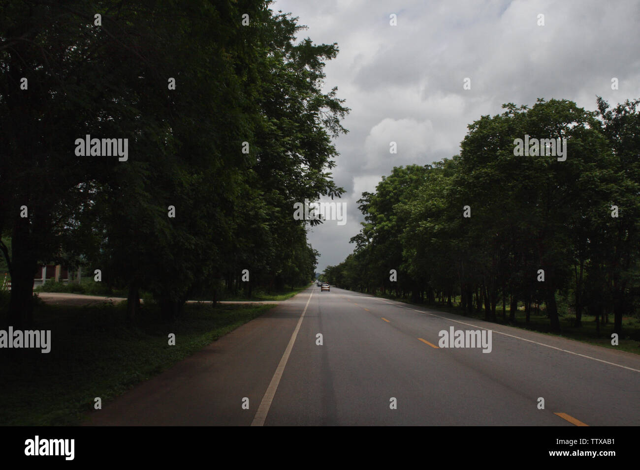 Trees along a road, Bangkok, Thailand Stock Photo - Alamy