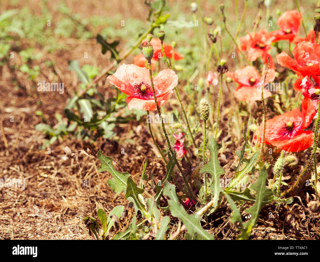 Macro photo nature plant flower poppy. Background texture of a blooming ...
