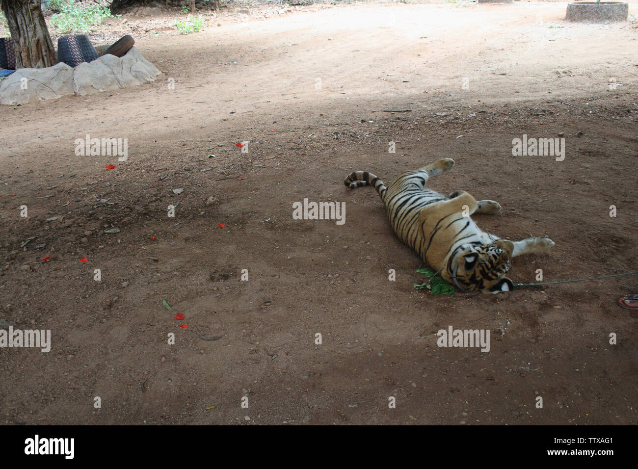 Tiger (Panthera tigris) resting in the field, Tiger Temple, Sai Yok ...