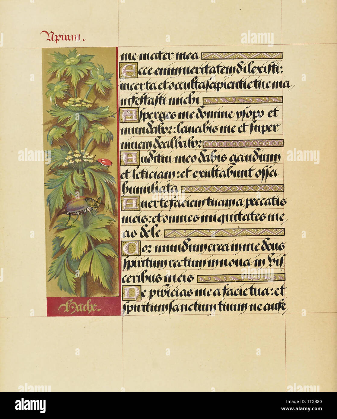 Manuscript booknuscript book Stock Photo - Alamy