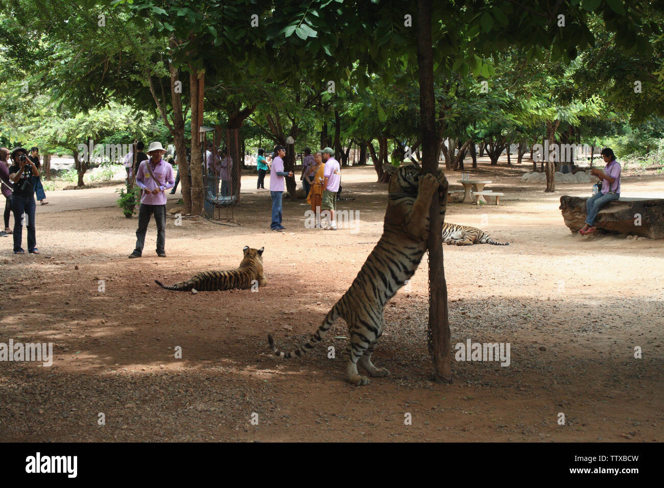 Tiger climbing tree hi-res stock photography and images - Alamy