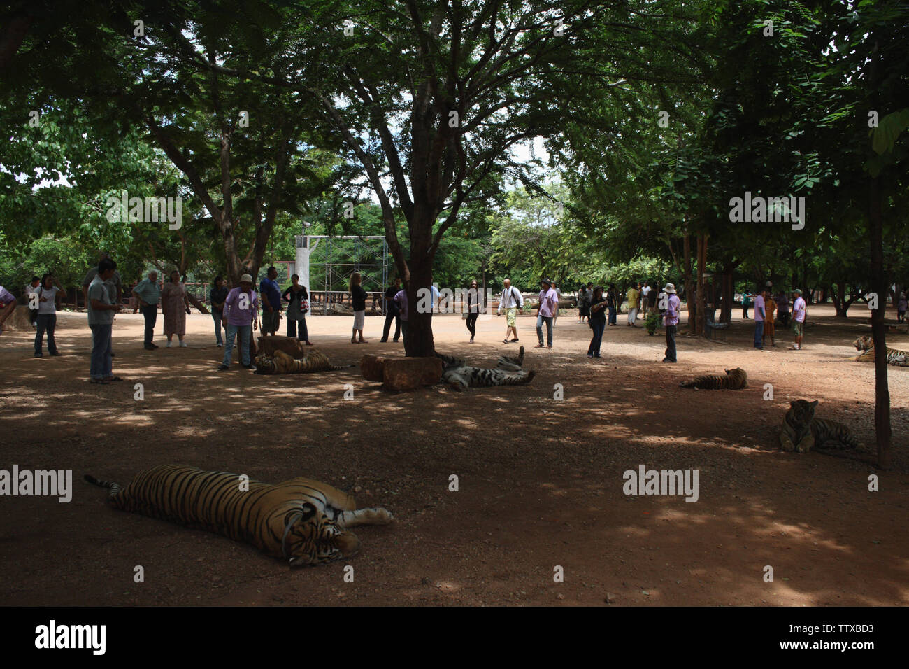 Tigers (Panthera tigris) resting in the field, Tiger Temple, Sai Yok ...