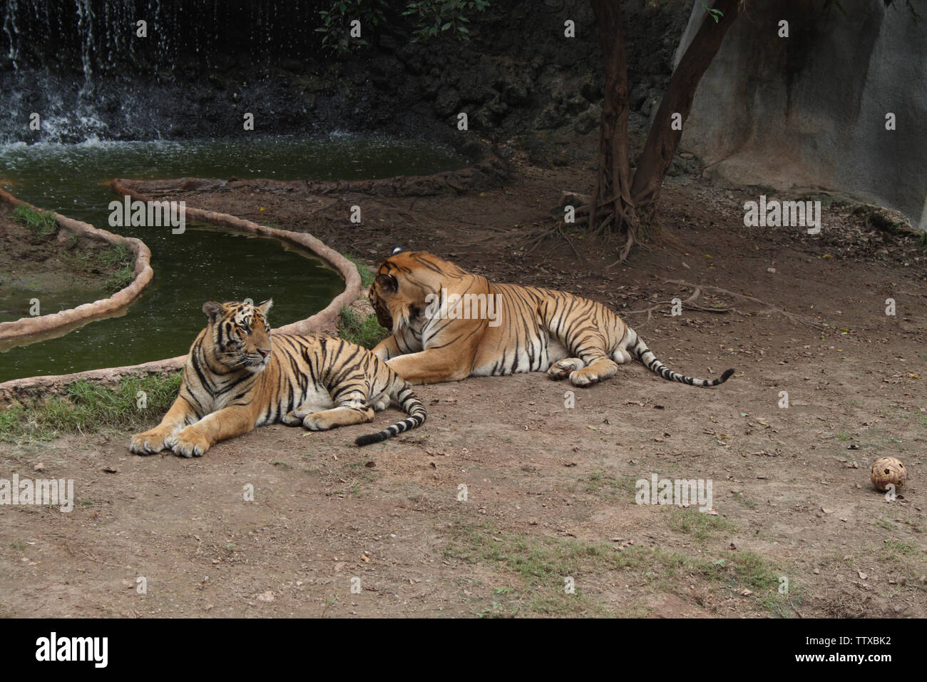 Two tigers (Panthera tigris) resting at the side of stream, Tiger ...