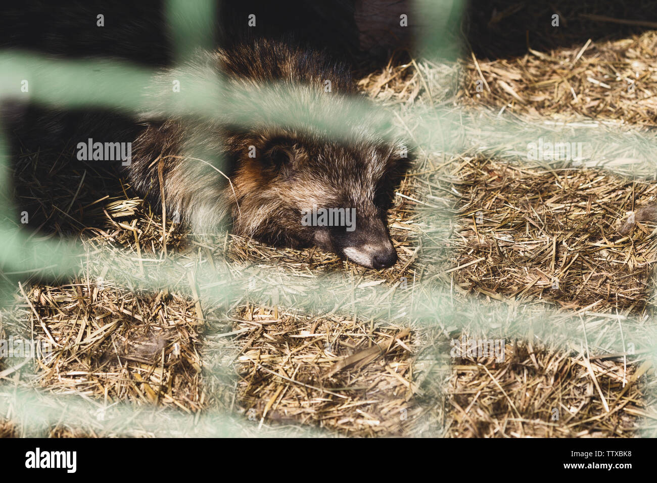 Sad raccoon in a cage at the zoo. Captive animals Stock Photo - Alamy