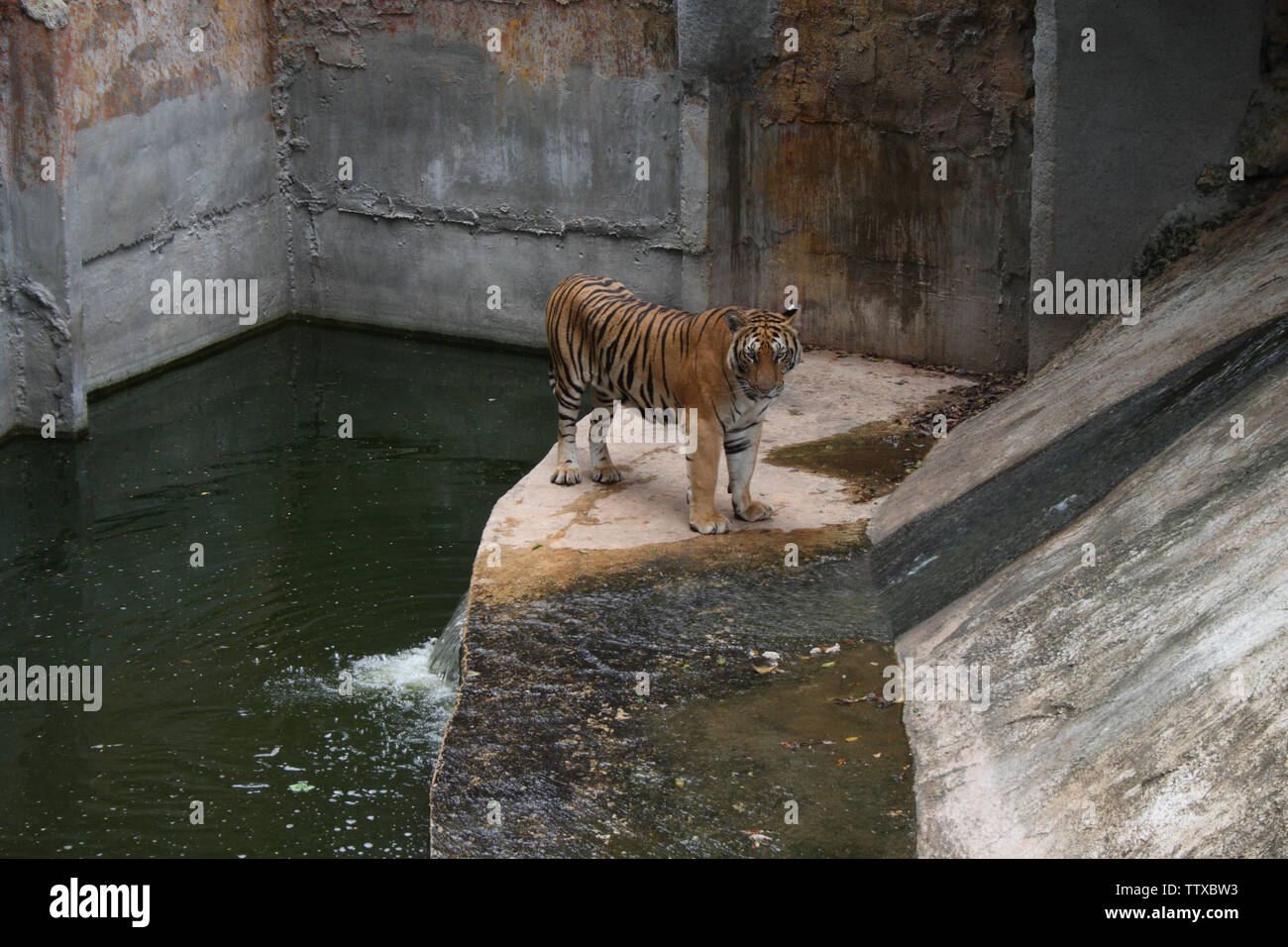 Tiger (Panthera tigris) at the pond side, Tiger Temple, Sai Yok ...
