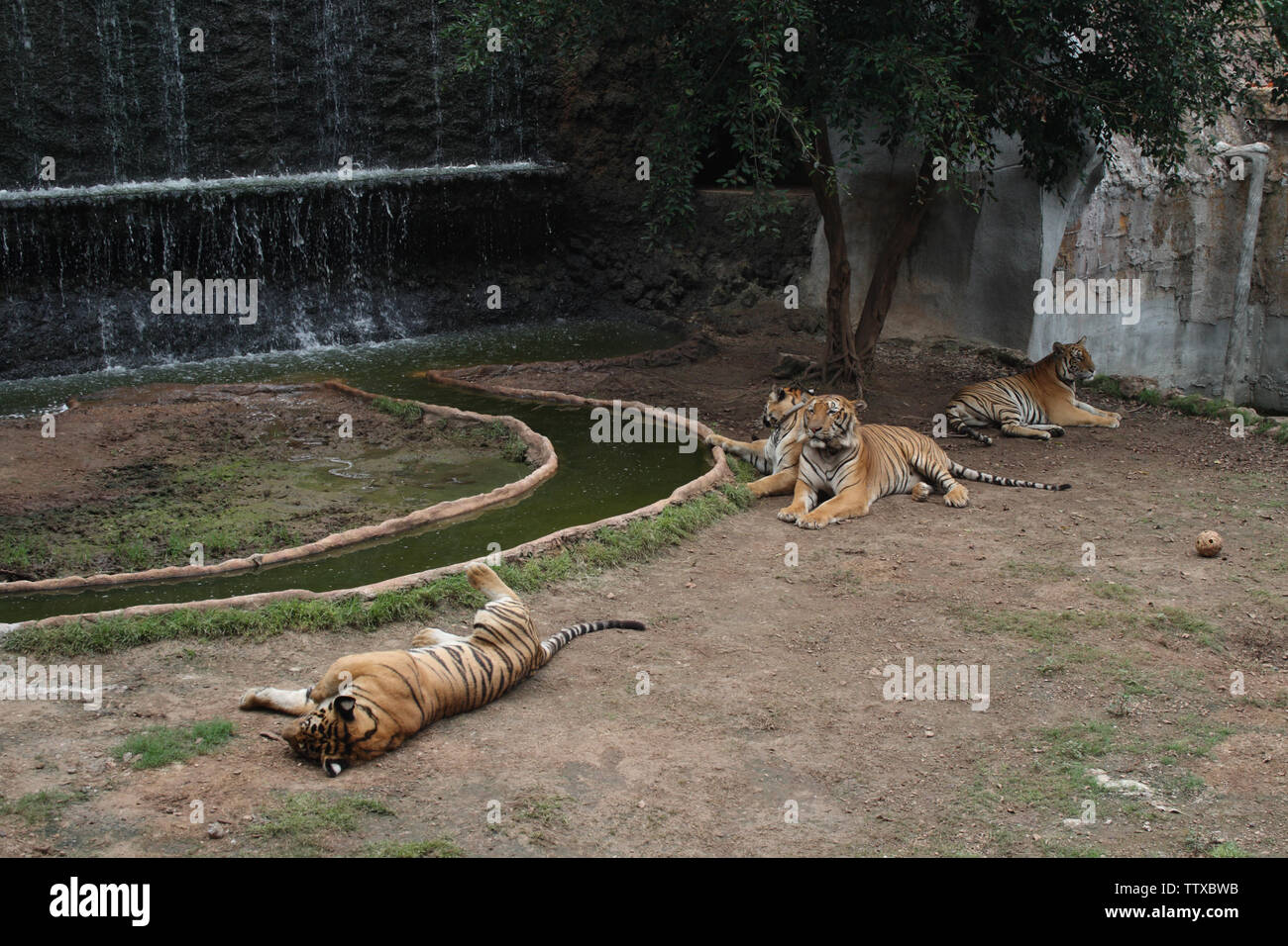 Four tigers (Panthera tigris) resting at the side of stream, Tiger ...
