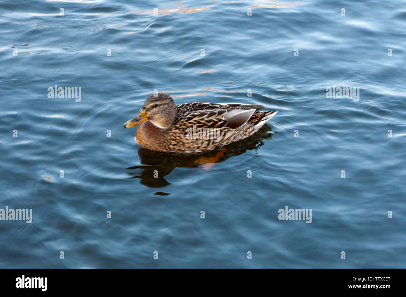 High Resolution Image Of Duck High Resolution Stock Photography and ...