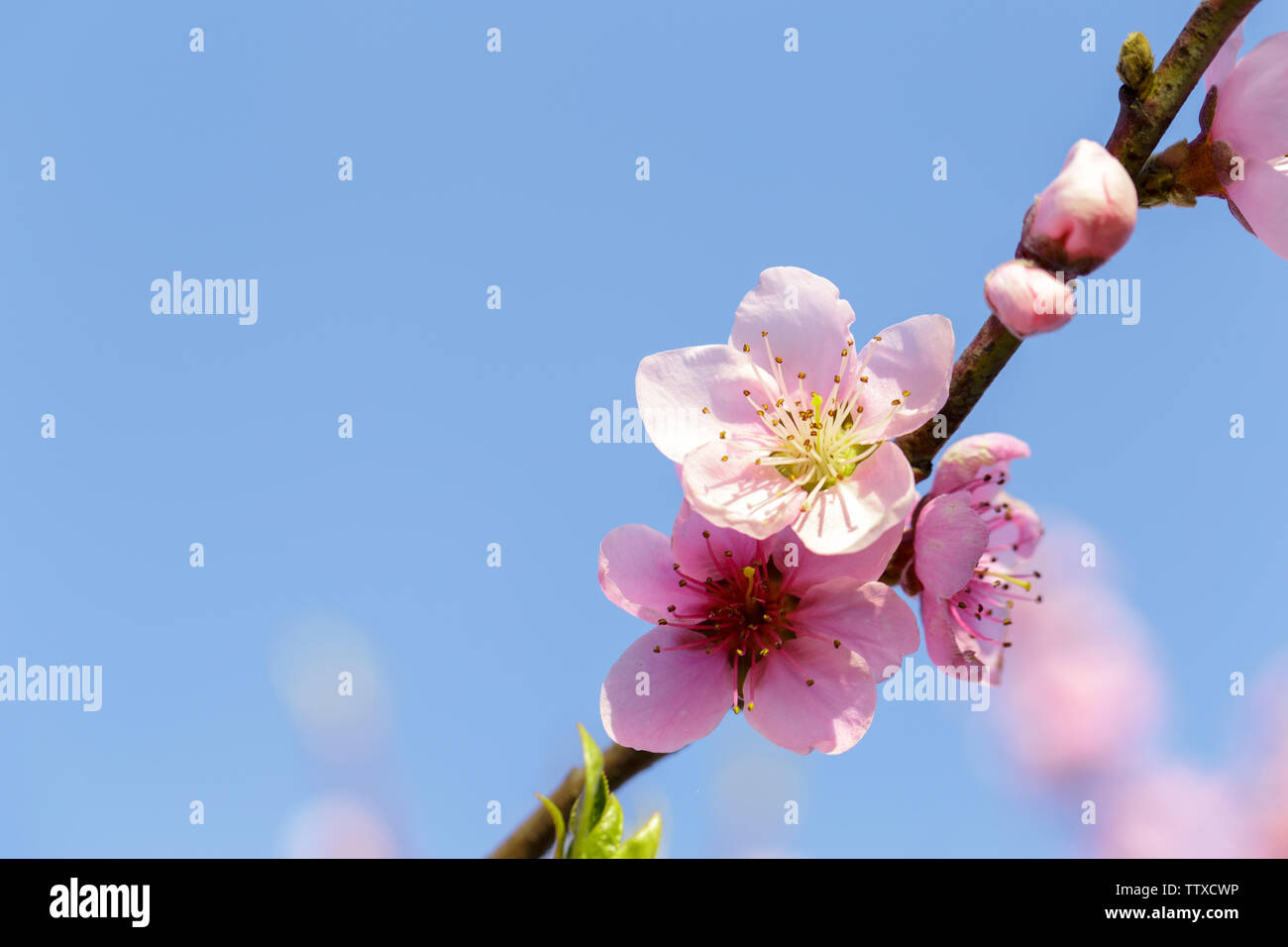 spring tree with pink flowers Stock Photo - Alamy