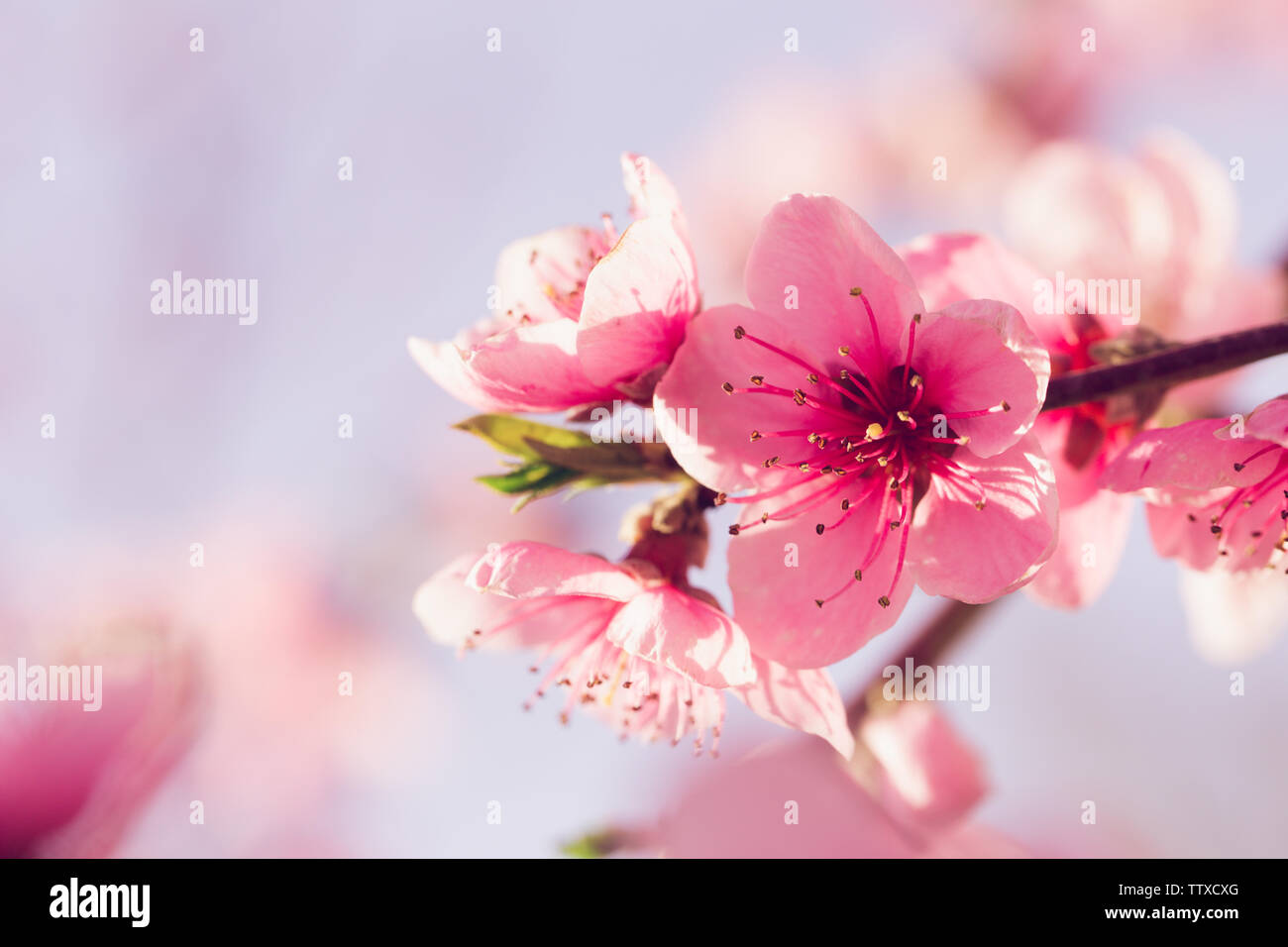 spring tree with pink flowers Stock Photo - Alamy