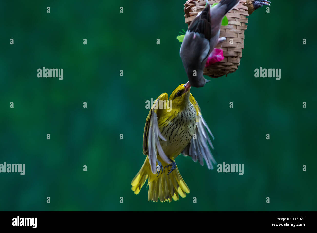 Birds foraging moments Stock Photo - Alamy