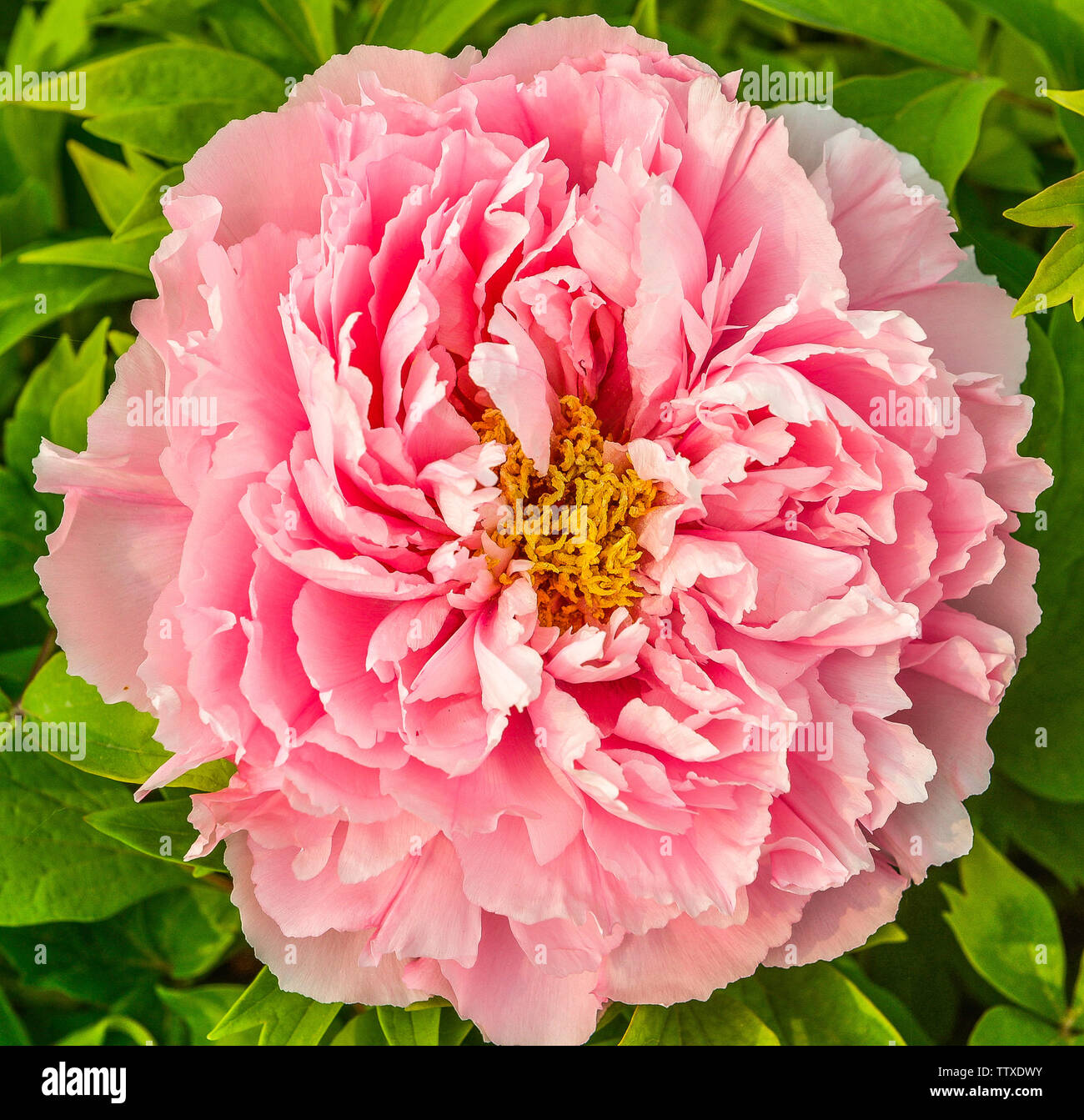 Peony map hi-res stock photography and images - Alamy