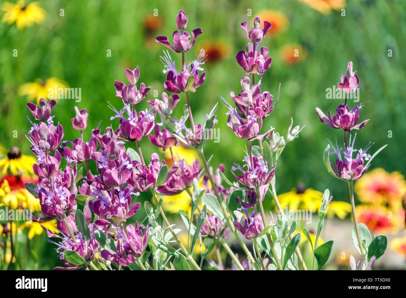 Salvia pachyphylla, Mojave sage Stock Photo - Alamy