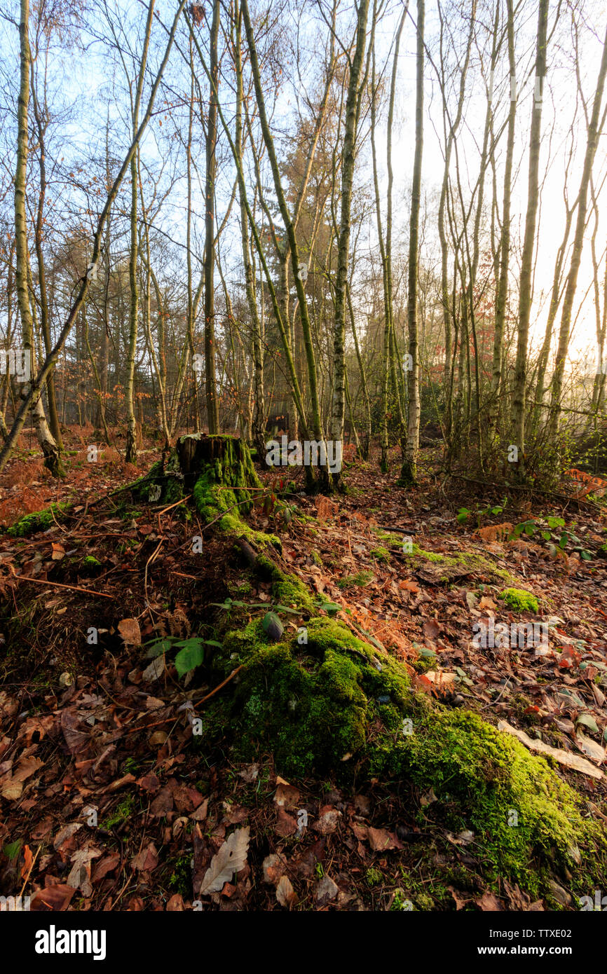 Blean woods, Canterbury. Trees and woodland in dawn early morning light ...