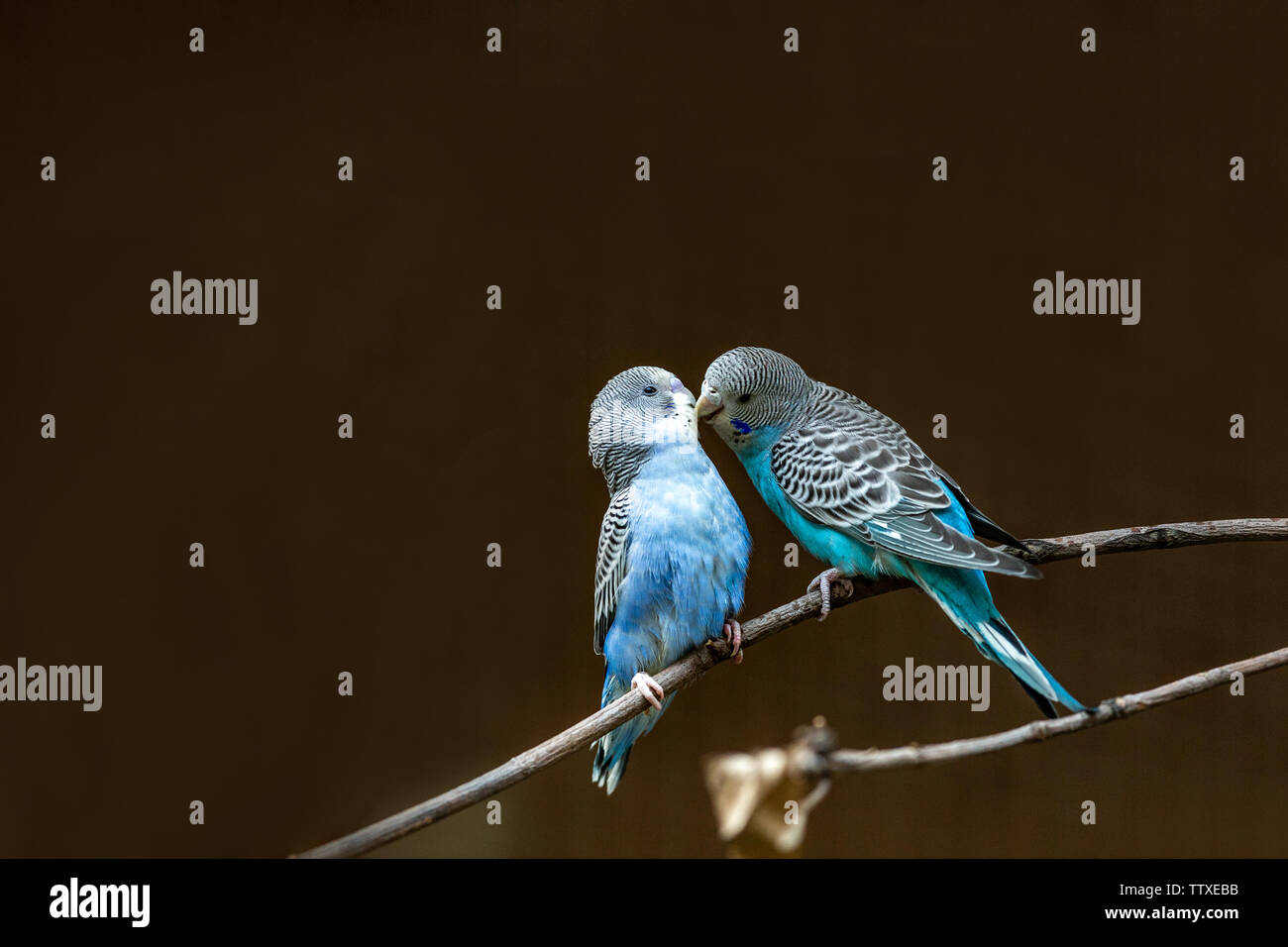 Tiger skin parrot hi-res stock photography and images - Alamy
