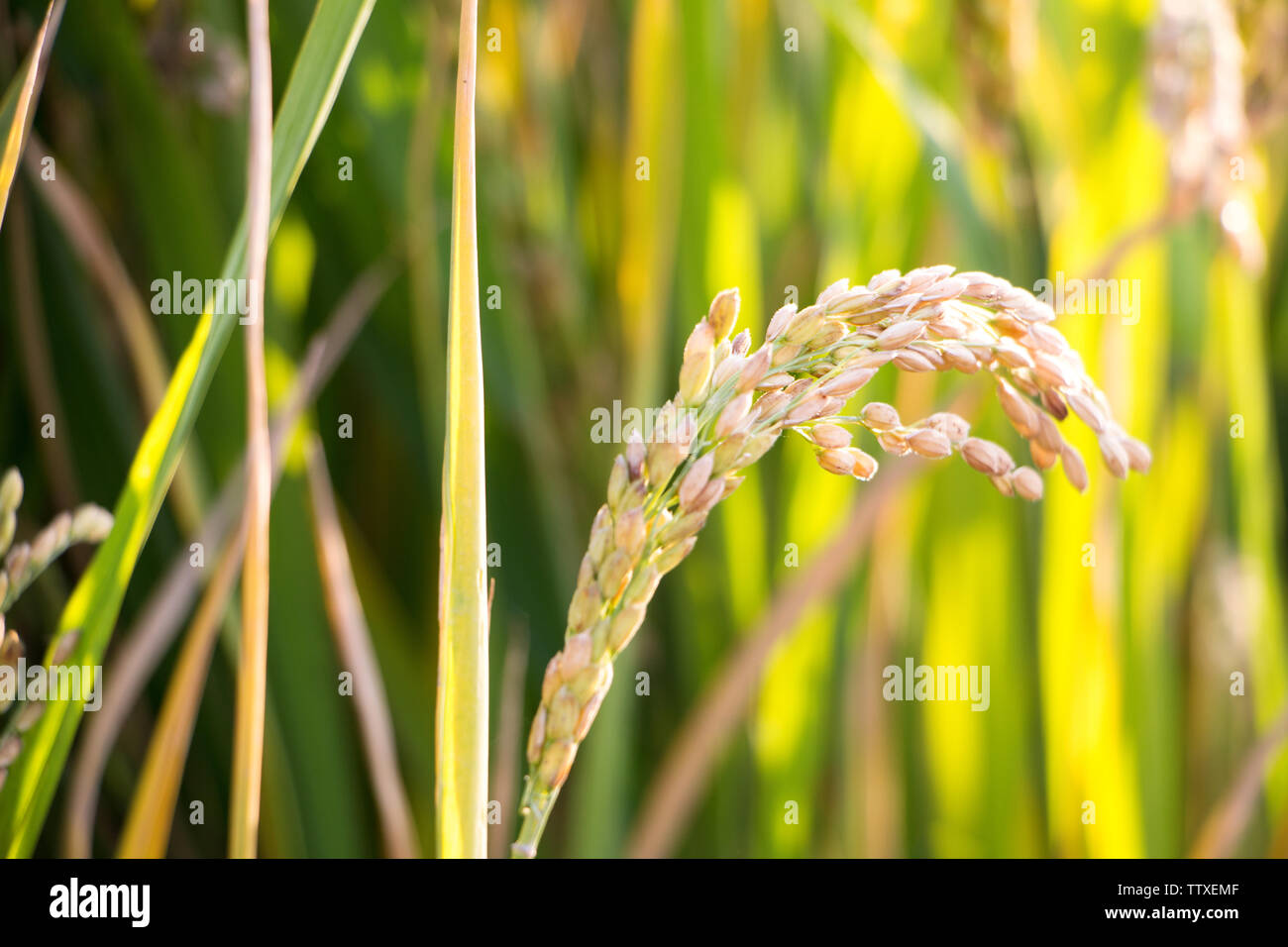 Close up of ripe grain in rice field Stock Photo - Alamy