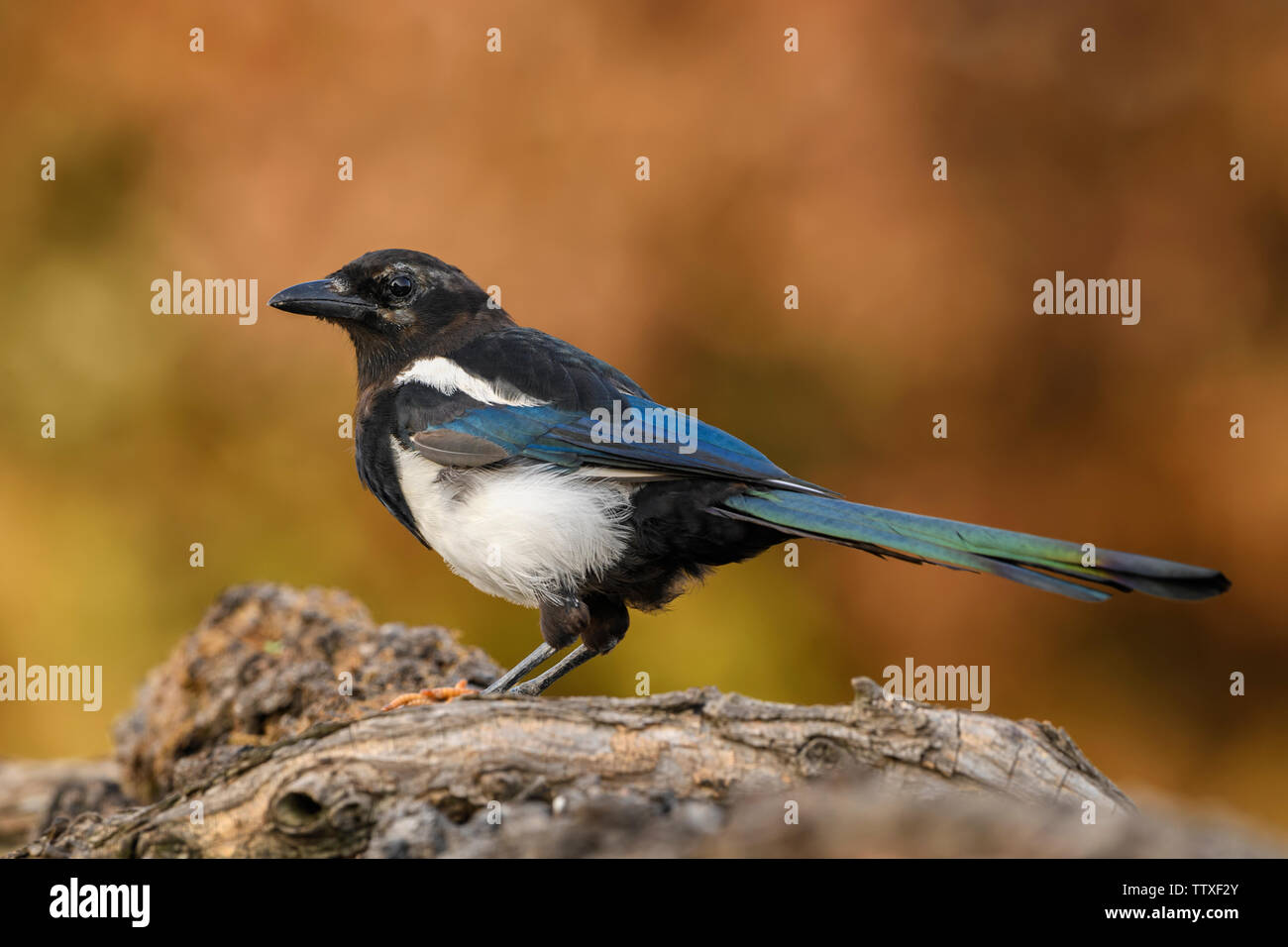Black and white magpie hi-res stock photography and images - Alamy