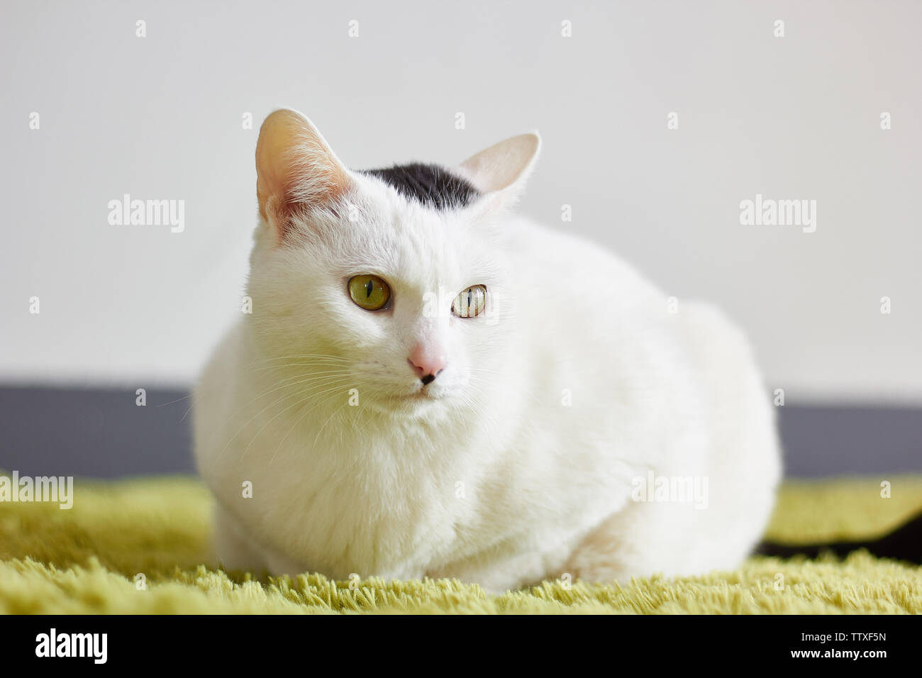 A cat sitting on a carpet Stock Photo - Alamy
