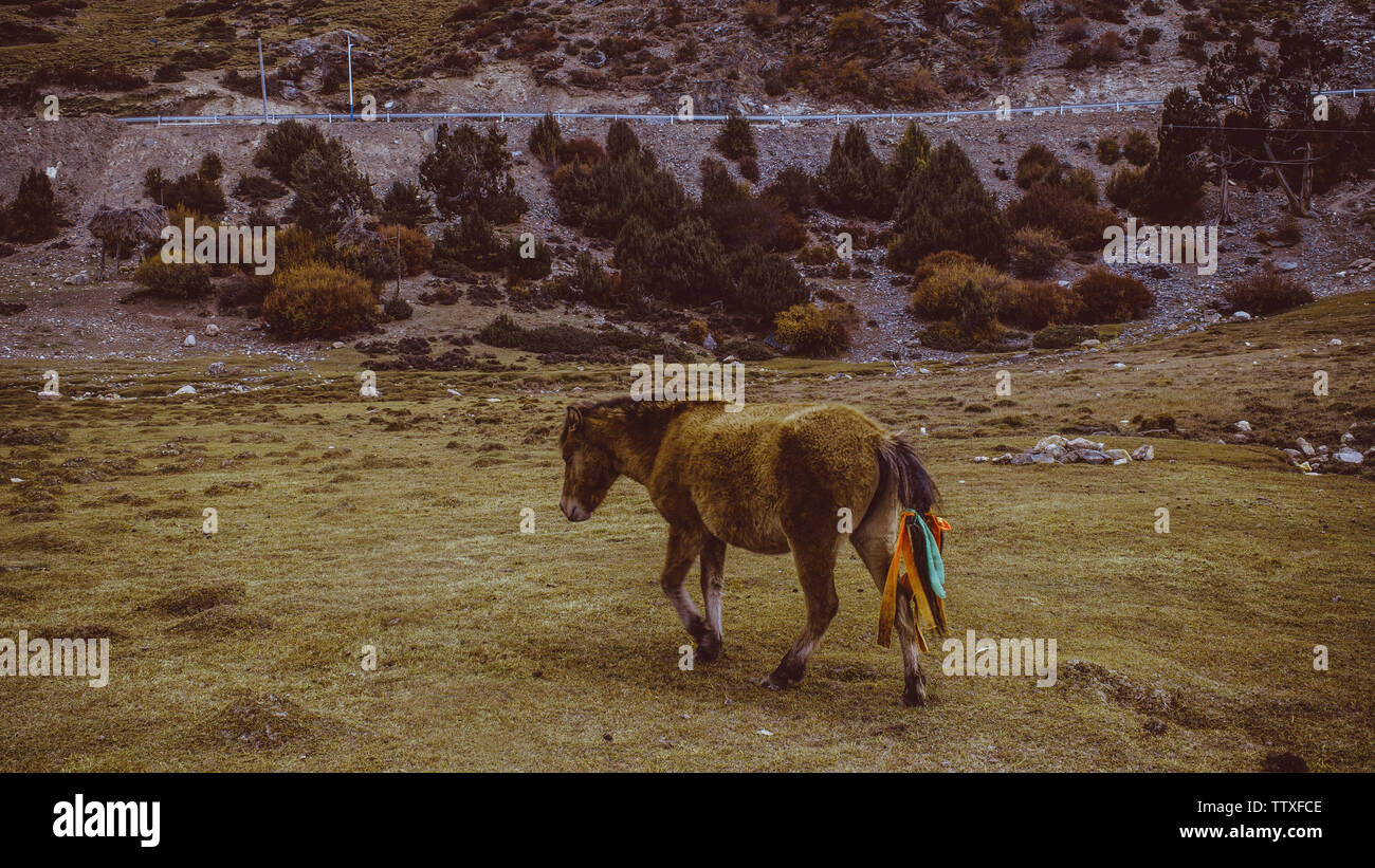 Lianwu Laigu Village, Changdu, Tibet Stock Photo - Alamy
