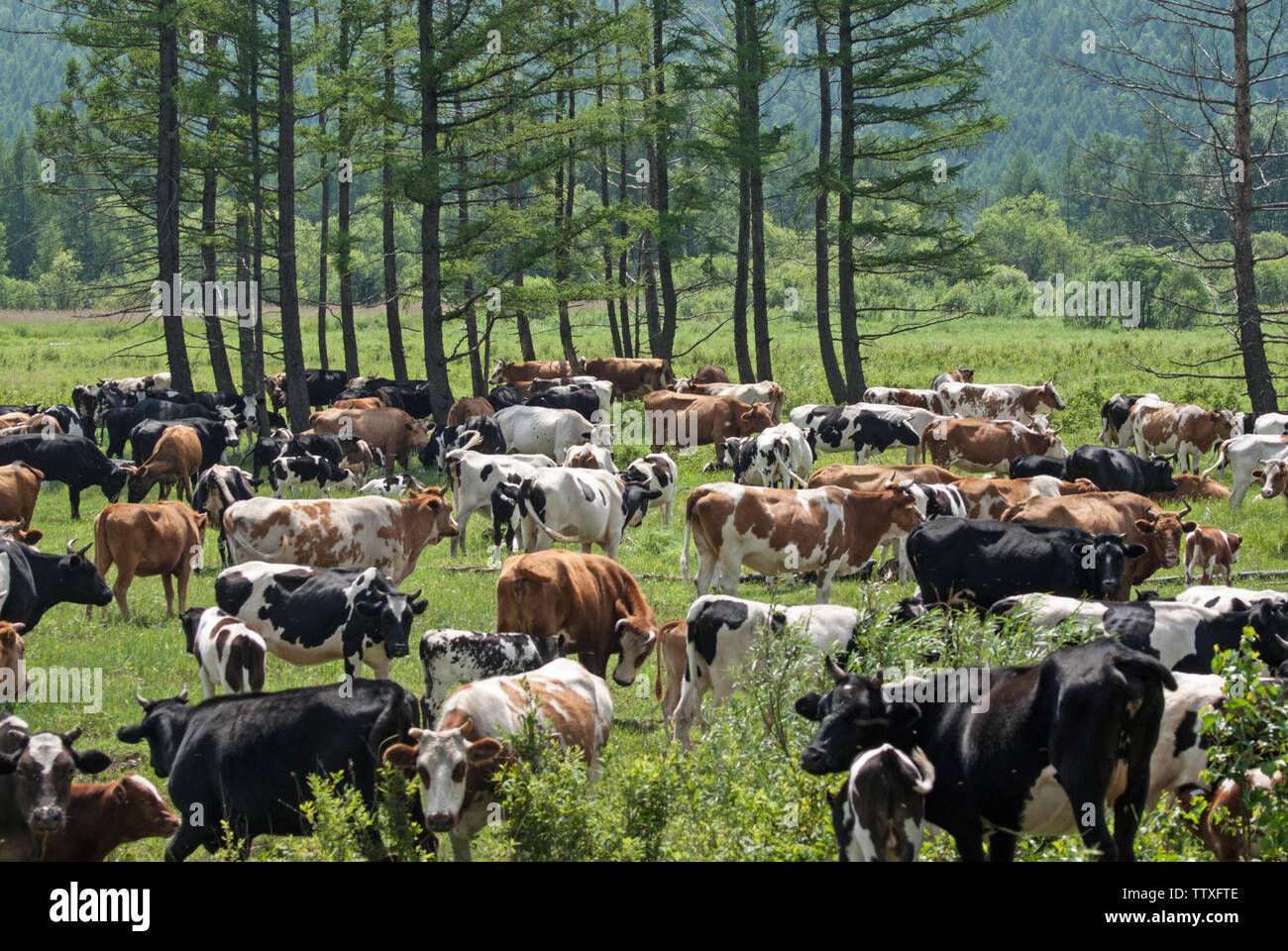 Natural grazing cows Stock Photo - Alamy